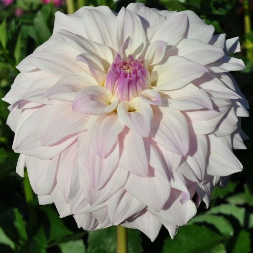 Who Me Dahlia: Unveiling The Enigma Behind The Name - Who Can Do What